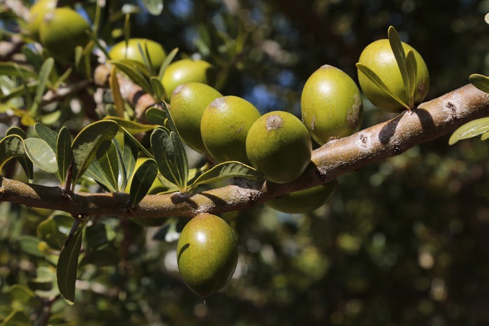 ARGAN TREES - VARIETIES IN THE NURSERY